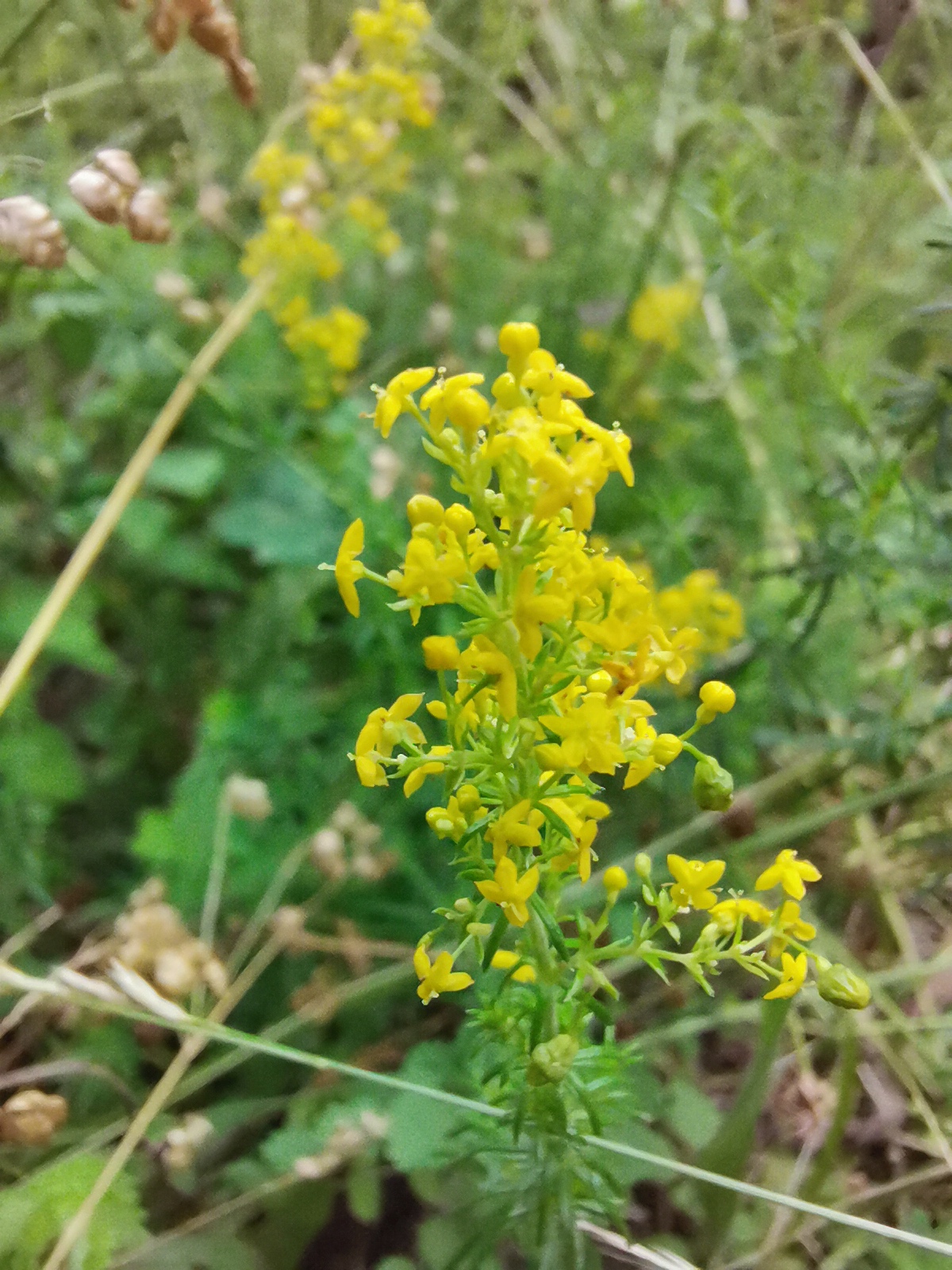 Geel walstro – Determinerik