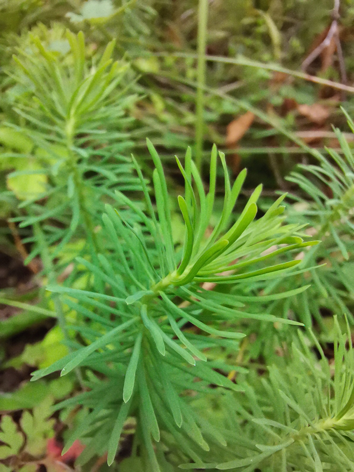 Geel walstro – Determinerik