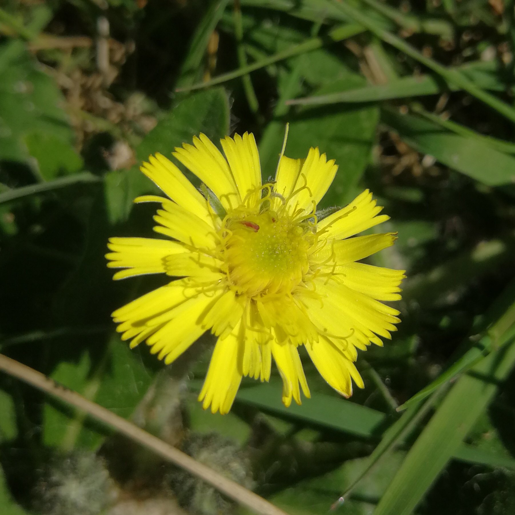 Havikskruid – Determinerik