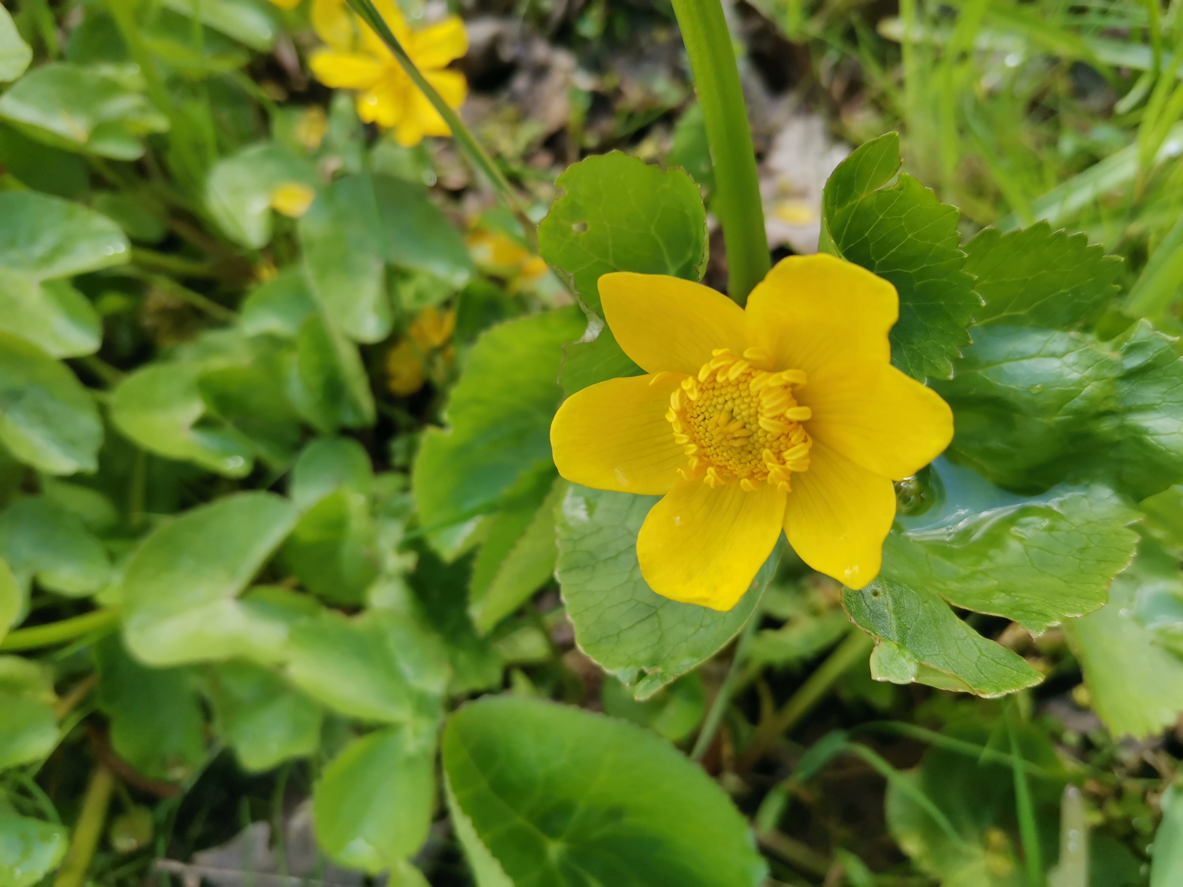 Gewone dotterbloem – Determinerik