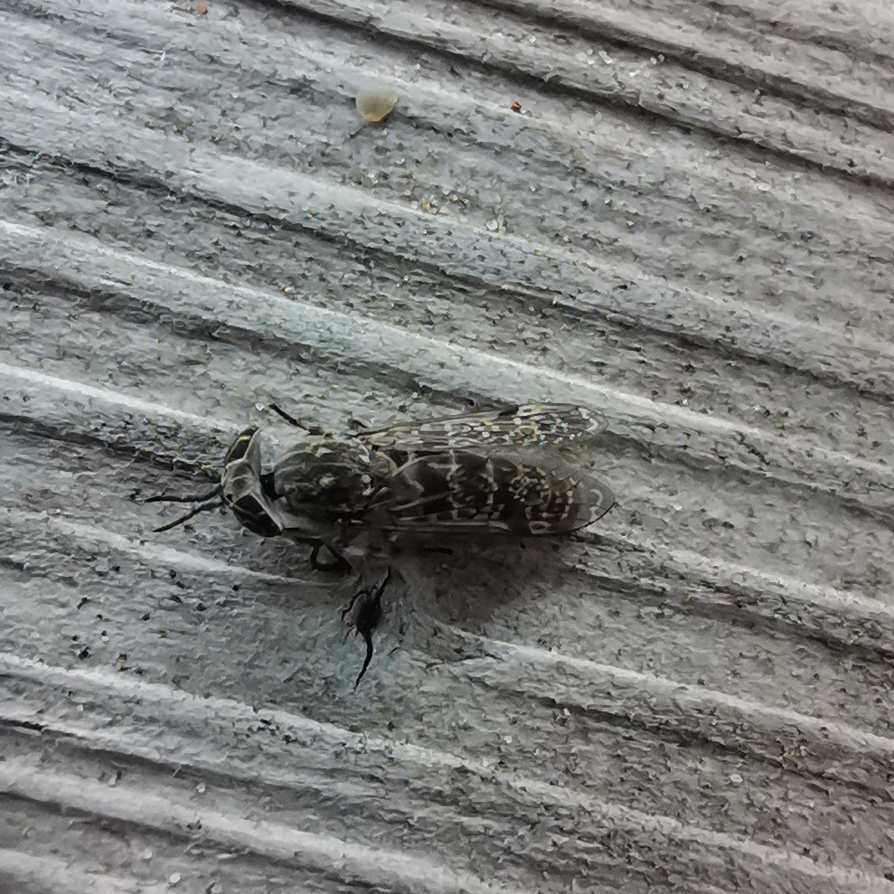 Dazen – Determinerik